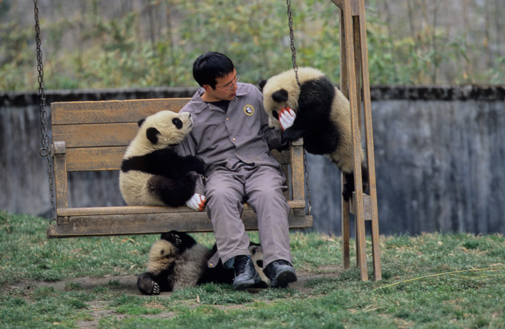 Best Destinations to Visit Pandas for National Panda Day ...