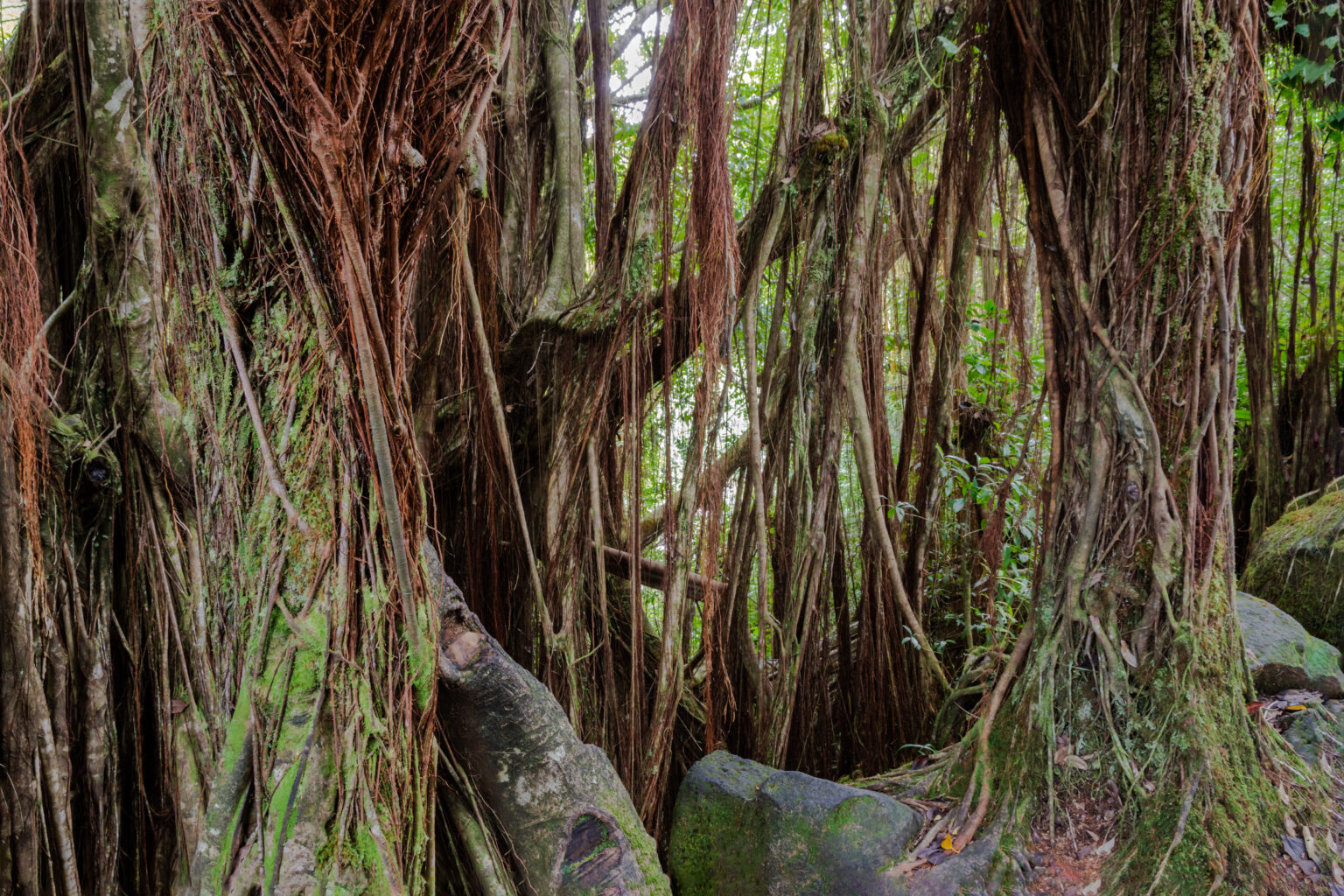 Hidden Gems Inside Akaka Falls State Park - elitetraveljourneys.com